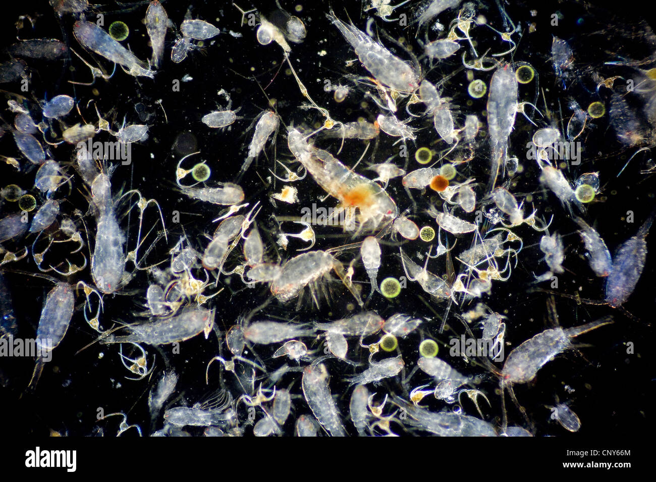 Plancton hi-res stock photography and images - Alamy
