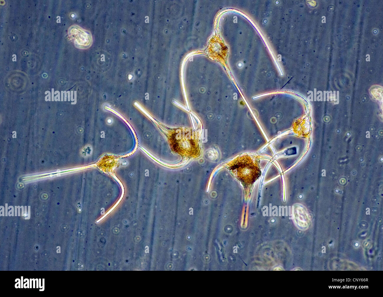 Dinoflagellates hi-res stock photography and images - Alamy