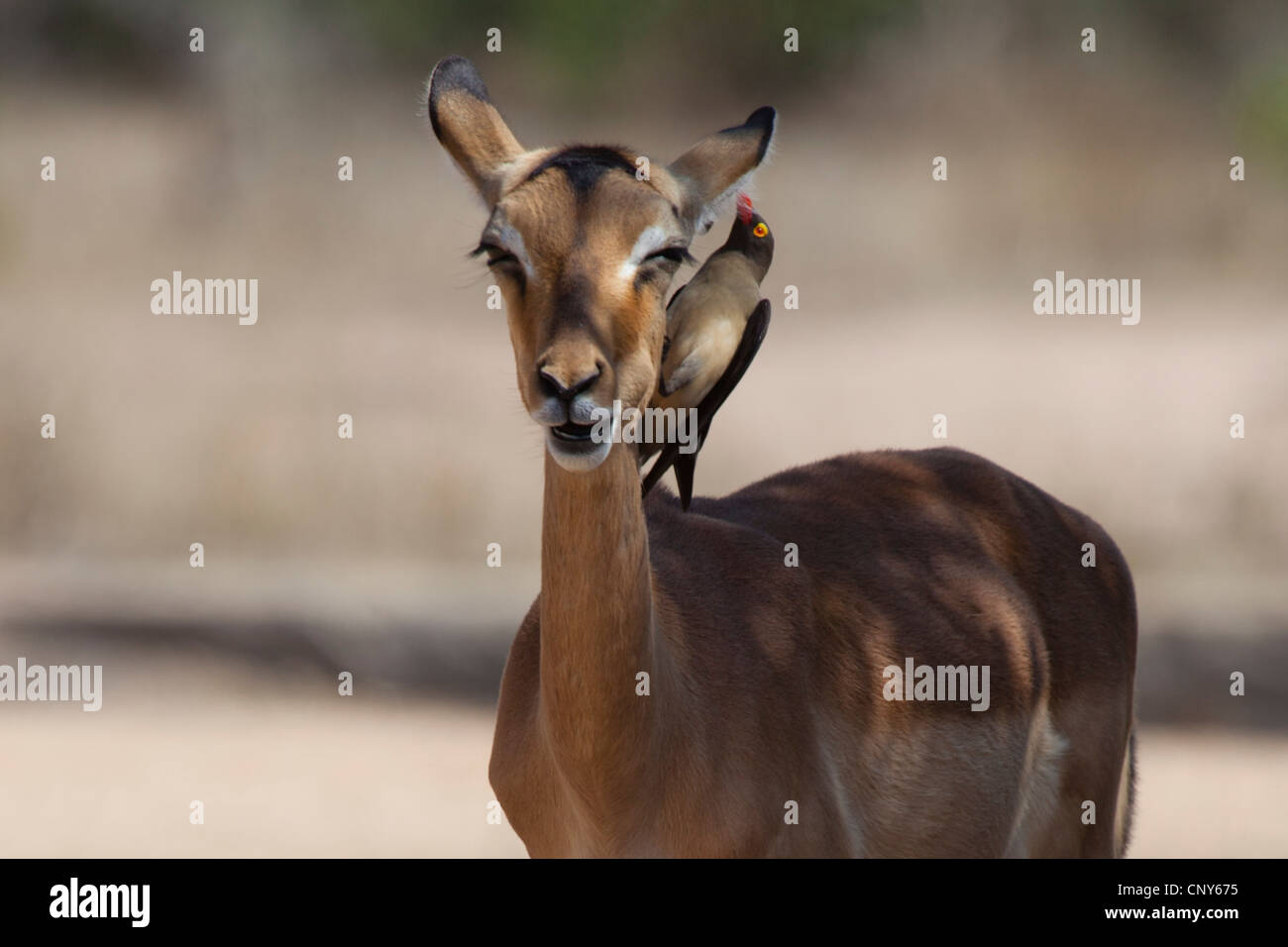 Female impala hi-res stock photography and images - Alamy