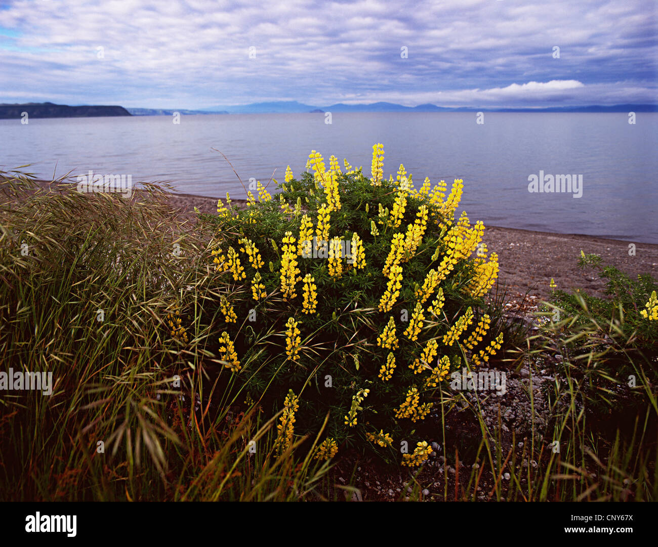 Lupins blossom hi-res stock photography and images - Alamy