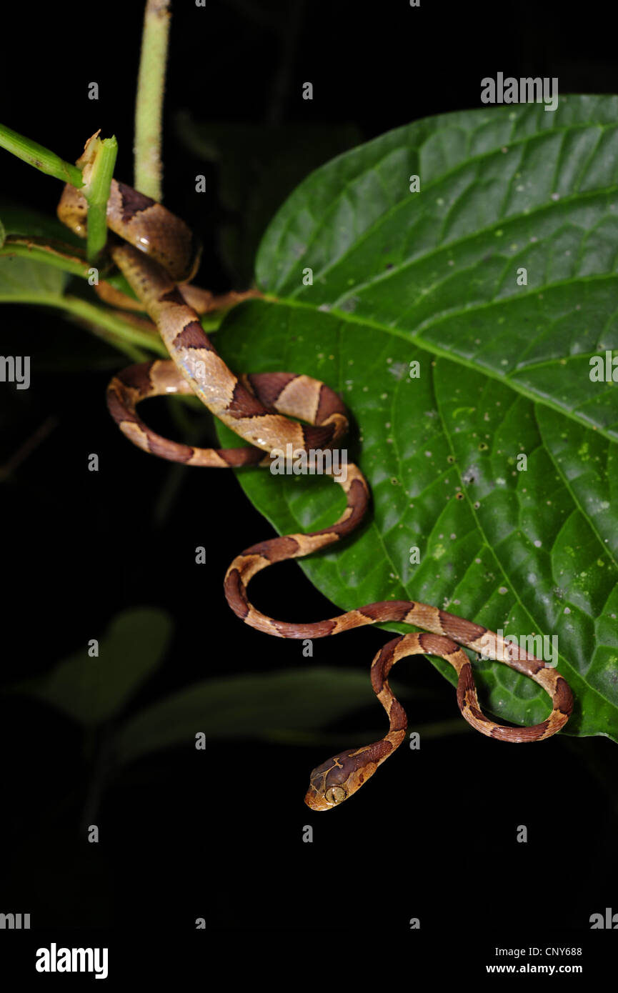 blunt-headed tree snake, Mapepire Corde Violon, Blunthead Tree Snake ...