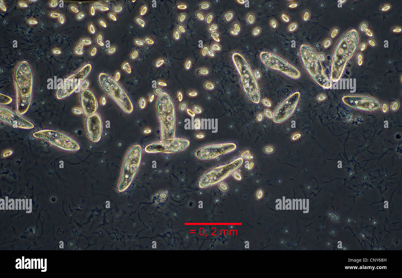 Photomicrograph paramecium hi-res stock photography and images - Alamy