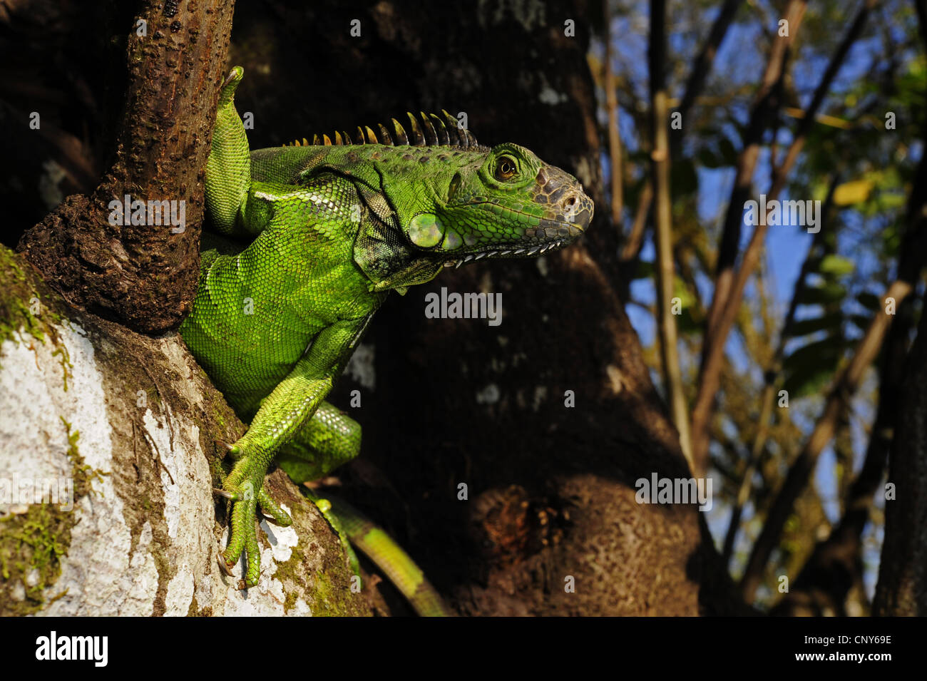 Green iguanas iguana iguana in trees hi-res stock photography and ...