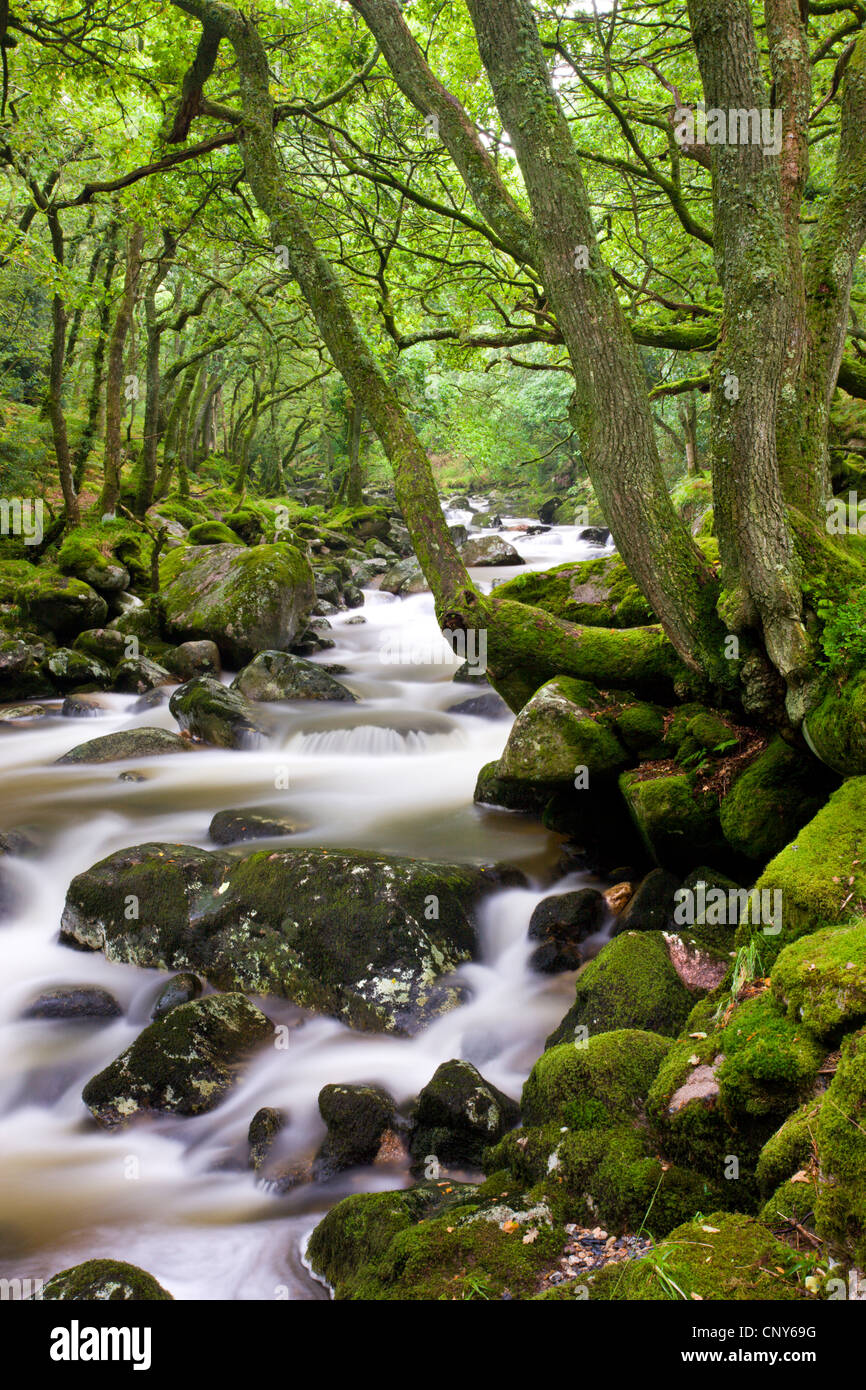 Rocky River Plym near Shaugh Prior in Dartmoor National Park, Devon ...