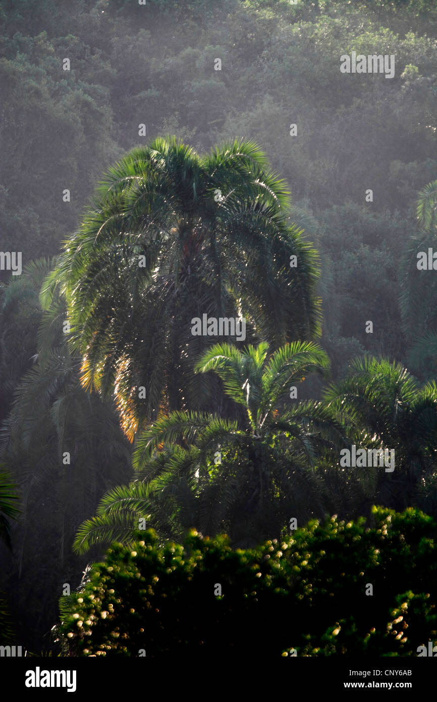 African Oil Palm Elaeis Guineensis High Resolution Stock Photography ...