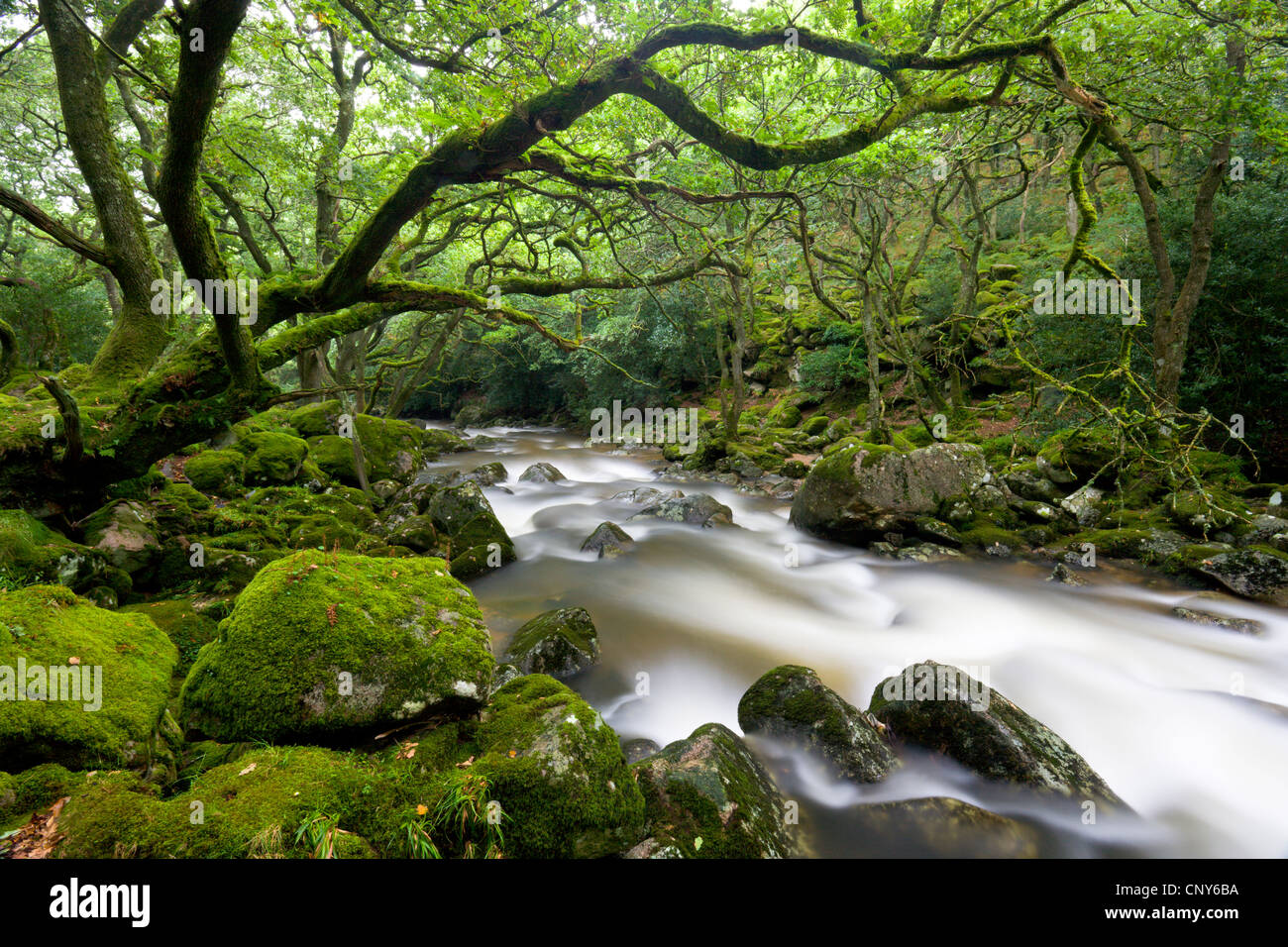 Shaugh prior hi-res stock photography and images - Alamy