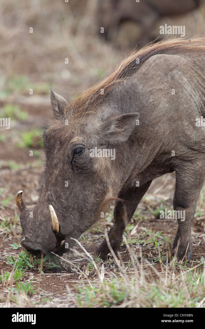 African warthog feeding Stock Photo - Alamy