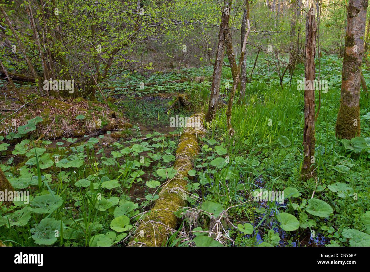 Floodplain Ecosystems High Resolution Stock Photography and Images - Alamy
