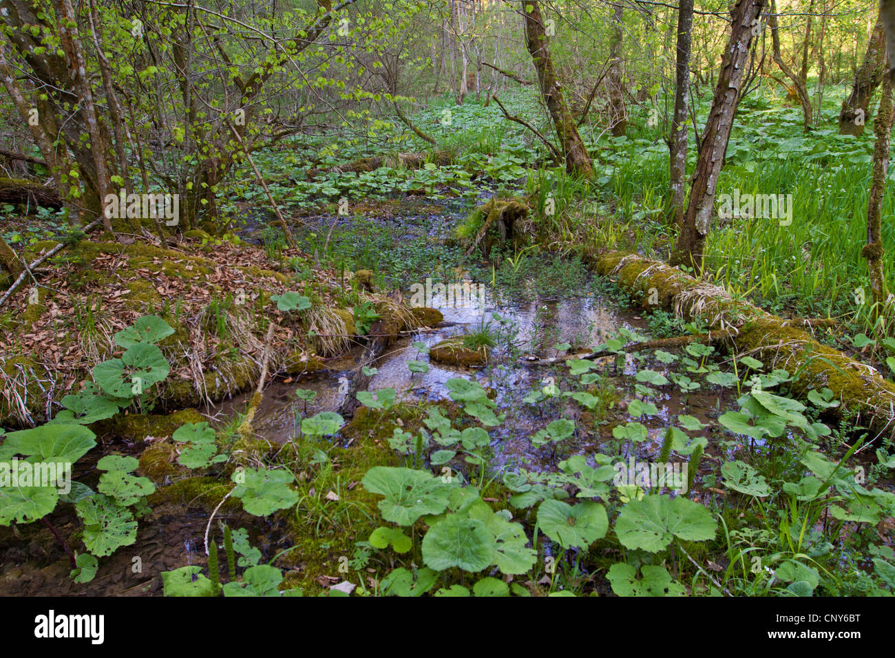 floodplain forest in spring with limestone spring, Germany, Bavaria ...