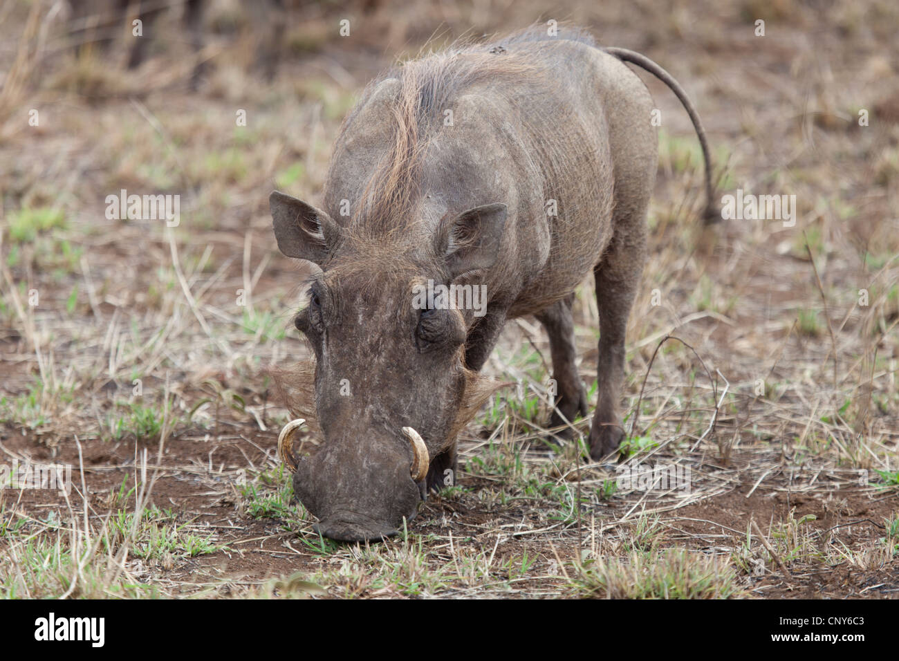 African warthog feeding Stock Photo - Alamy