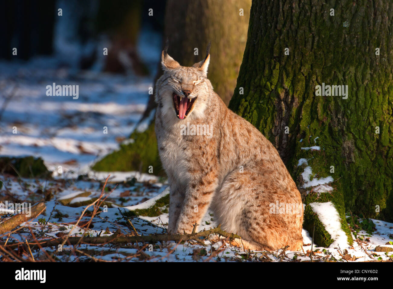 Eurasian lynx (Lynx lynx), yawning, Germany Stock Photo - Alamy