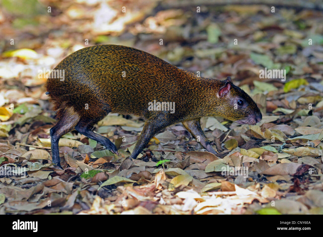 Central American agouti (Dasyprocta punctata), on the feed, Honduras ...