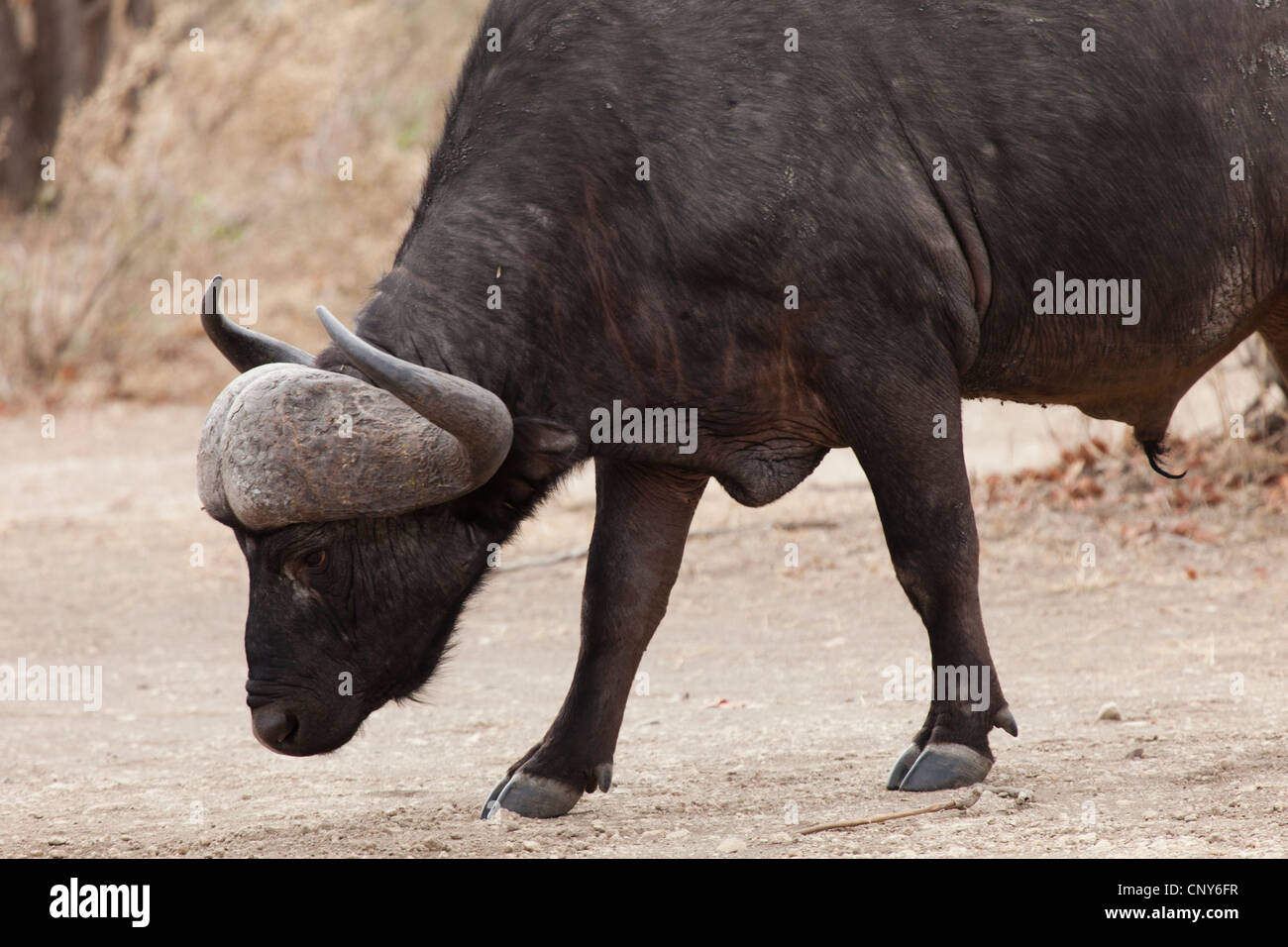 Wild water buffalo legs hi-res stock photography and images - Alamy