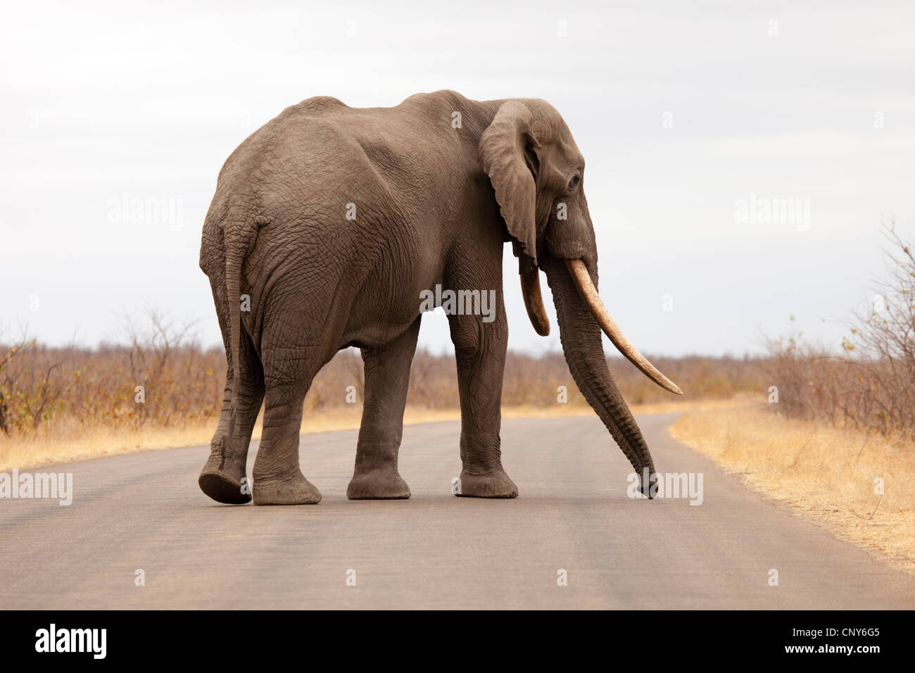 Adult african elephant bull hi-res stock photography and images - Alamy