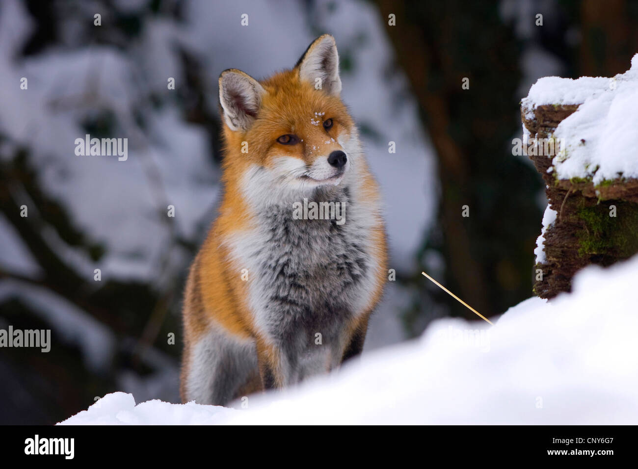 red fox (Vulpes vulpes), watching, Switzerland, Sankt Gallen Stock ...