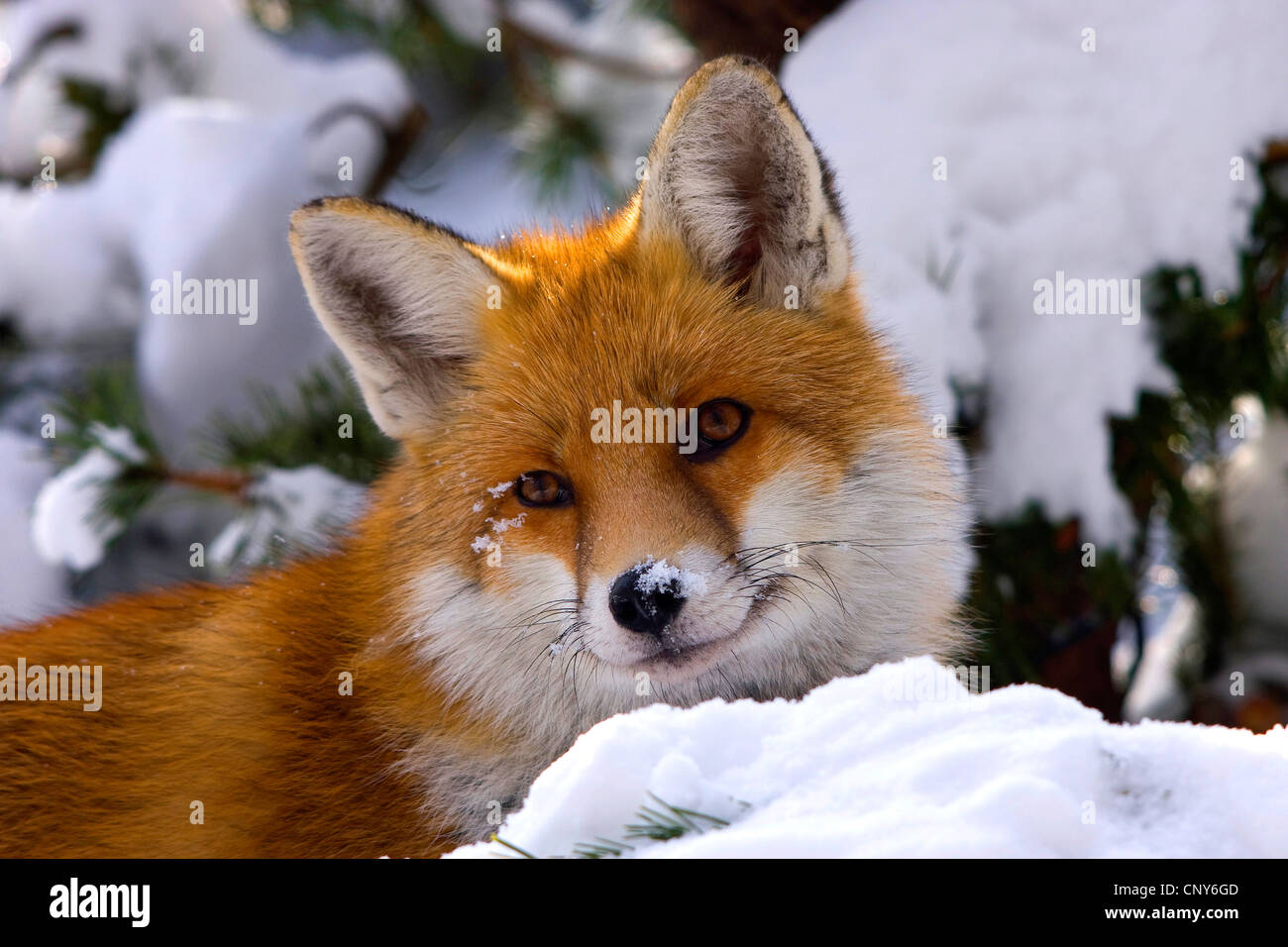 red fox (Vulpes vulpes), in the snow, Switzerland, Sankt Gallen Stock ...