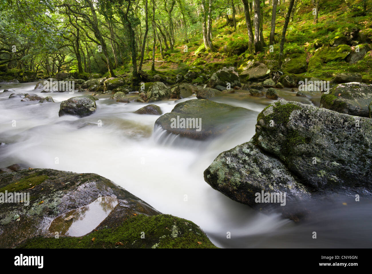 Rocky River Plym flowing through Dewerstone Wood in summer, Dartmoor ...