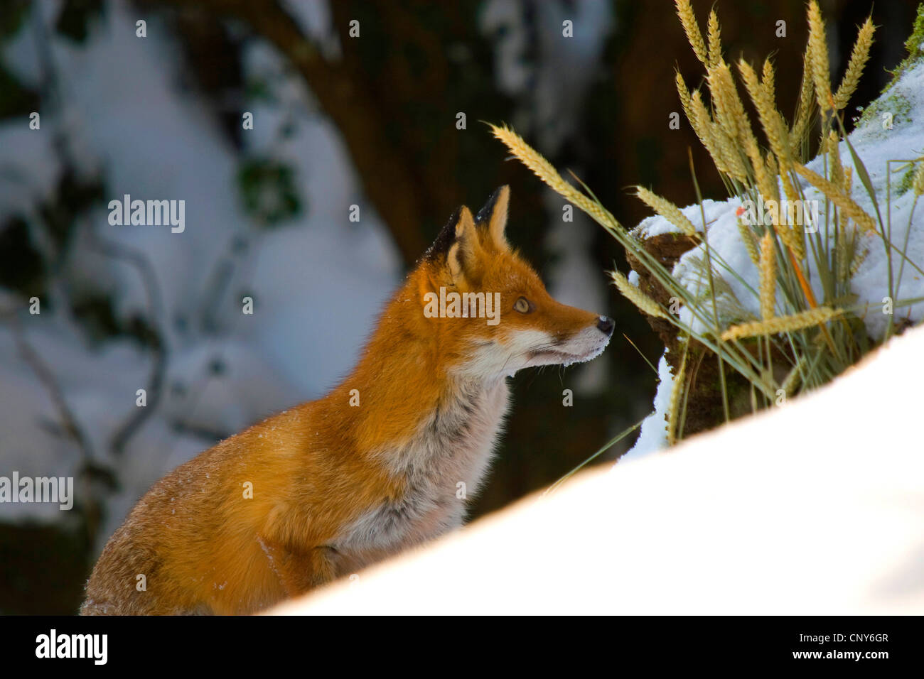 red fox (Vulpes vulpes), on the feed in winter, Switzerland, Sankt ...
