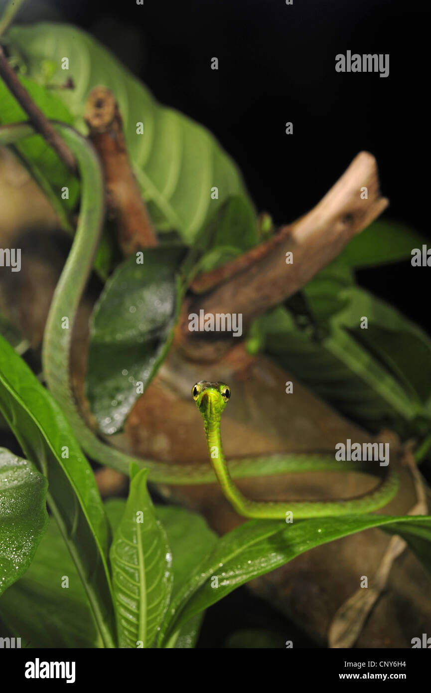parrot snake (Leptophis ahaetulla), winding on branches, Honduras Stock ...