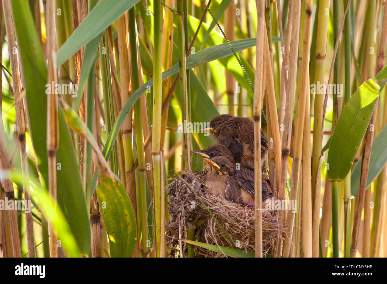 reed warbler (Acrocephalus scirpaceus), chicks almost fledged in the ...
