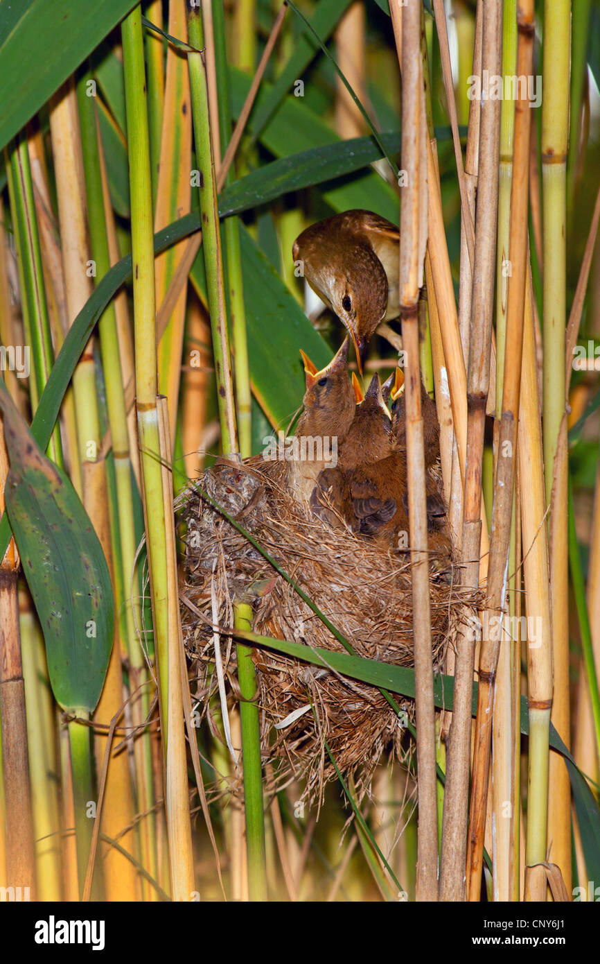 reed warbler (Acrocephalus scirpaceus), adult feeding chicksin the nest ...