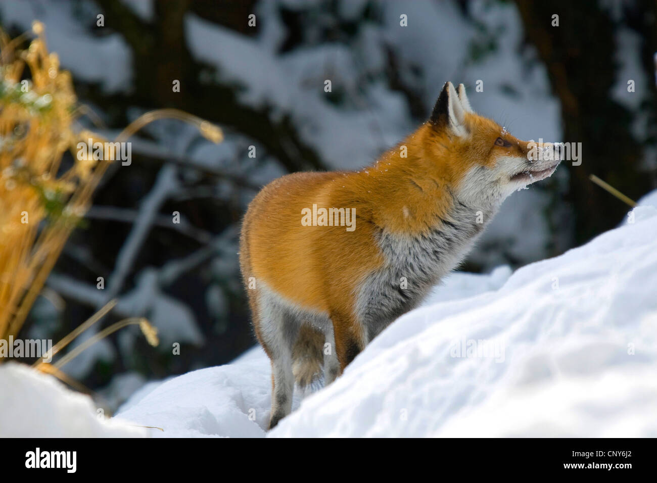 red fox (Vulpes vulpes), on the feed in winter, Switzerland, Sankt ...