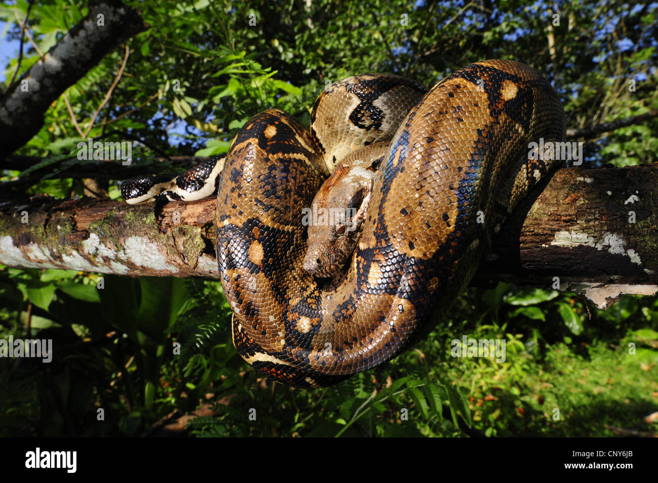 Red-tailed Boa (Boa constrictor), resting on a branch, Honduras, La ...