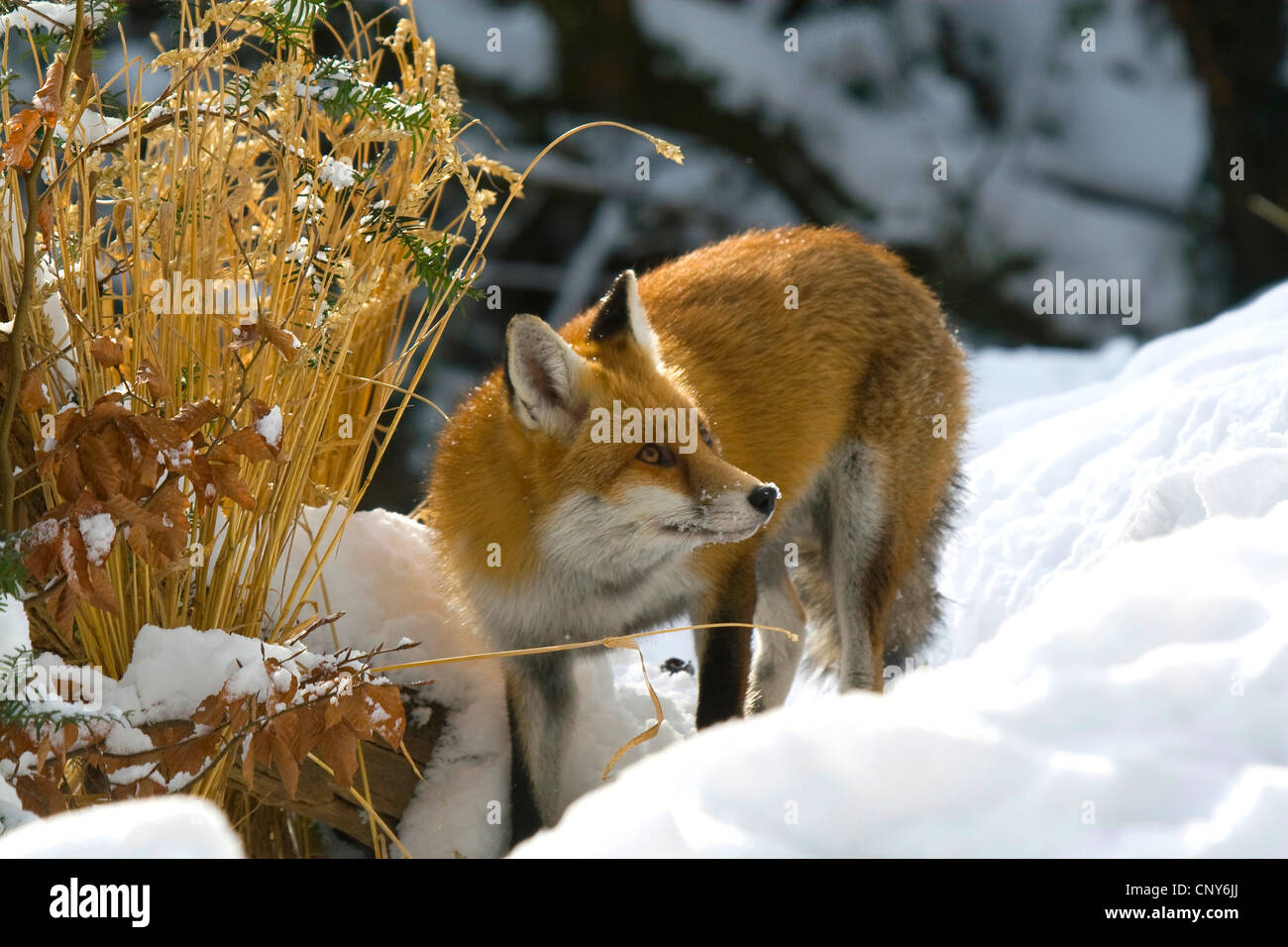 Red fox vulpes vulpes in grass hi-res stock photography and images - Alamy