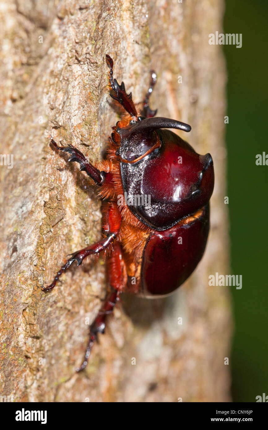 Oryctes rhinoceros hi-res stock photography and images - Alamy