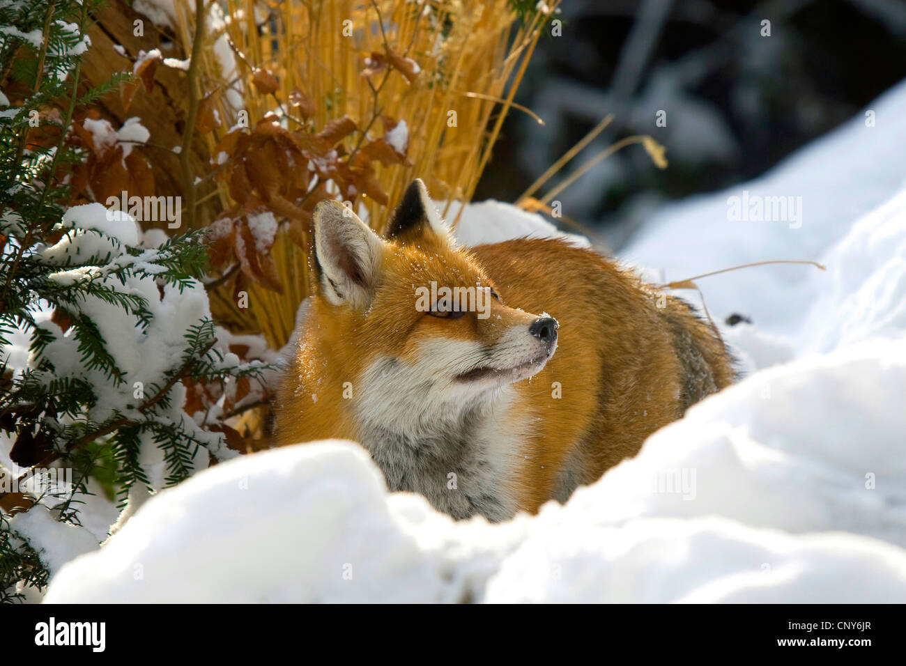 red fox (Vulpes vulpes), on the feed in winter, Switzerland, Sankt ...