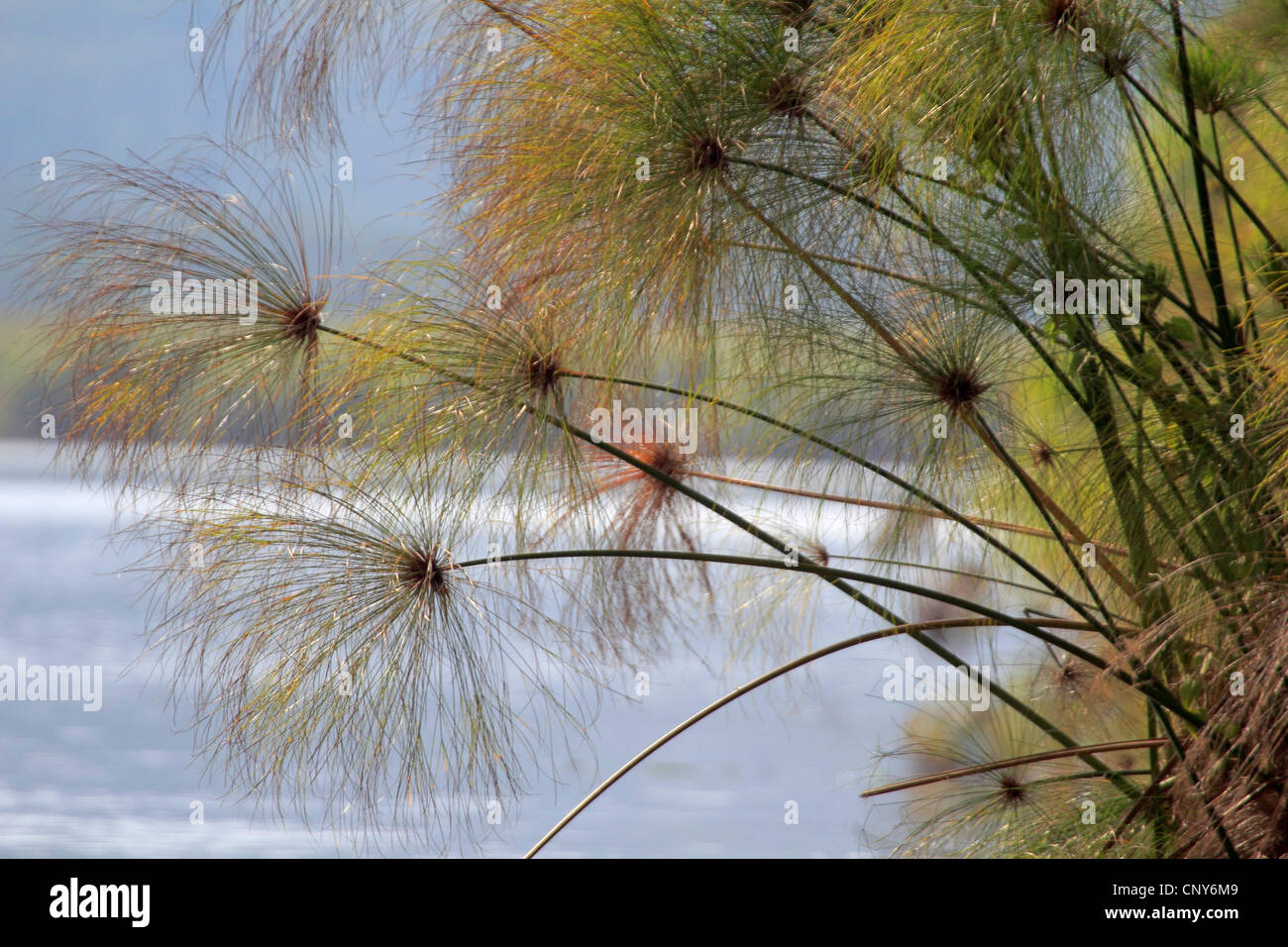 Papyrus Cyperus Papyrus In Park High Resolution Stock Photography and ...