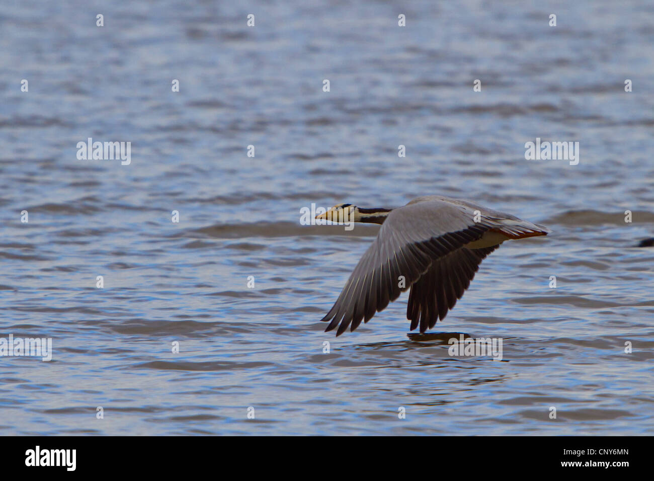 Bar headed goose flight hi-res stock photography and images - Alamy