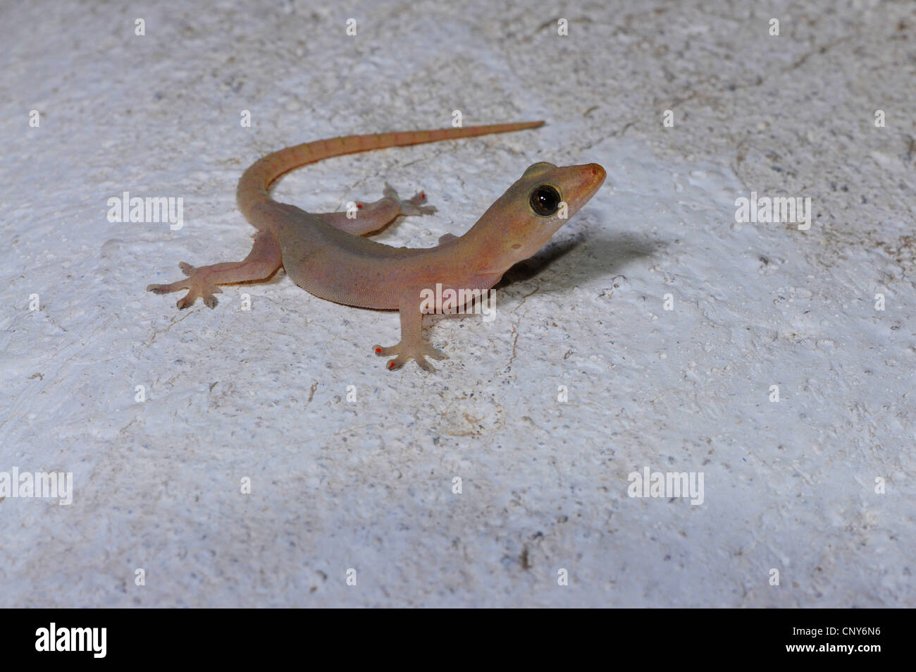 Casa De Mascotas Geckos