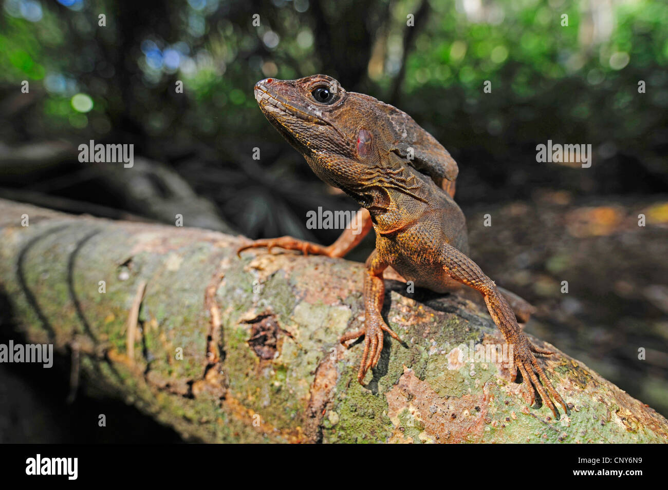 brown basilisk, striped basilisk (Basiliscus vittatus), sitting on a ...