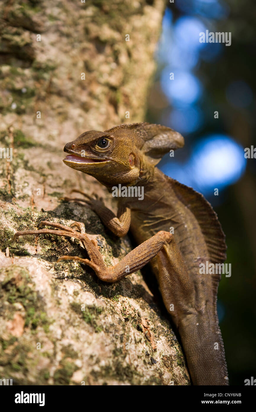 brown basilisk, striped basilisk (Basiliscus vittatus), sitting at a ...