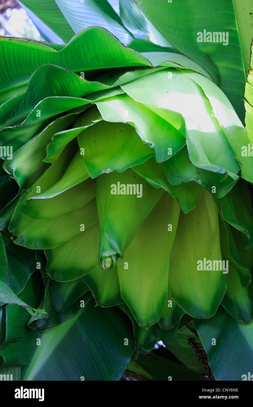 Ethiopian Abyssinian Stock Photos & Ethiopian Abyssinian Stock Images ...