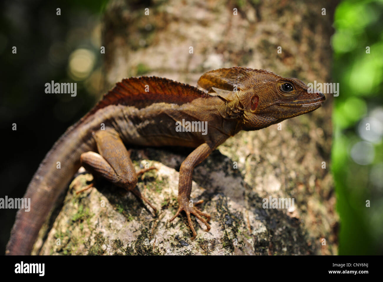 brown basilisk, striped basilisk (Basiliscus vittatus), sitting at a ...