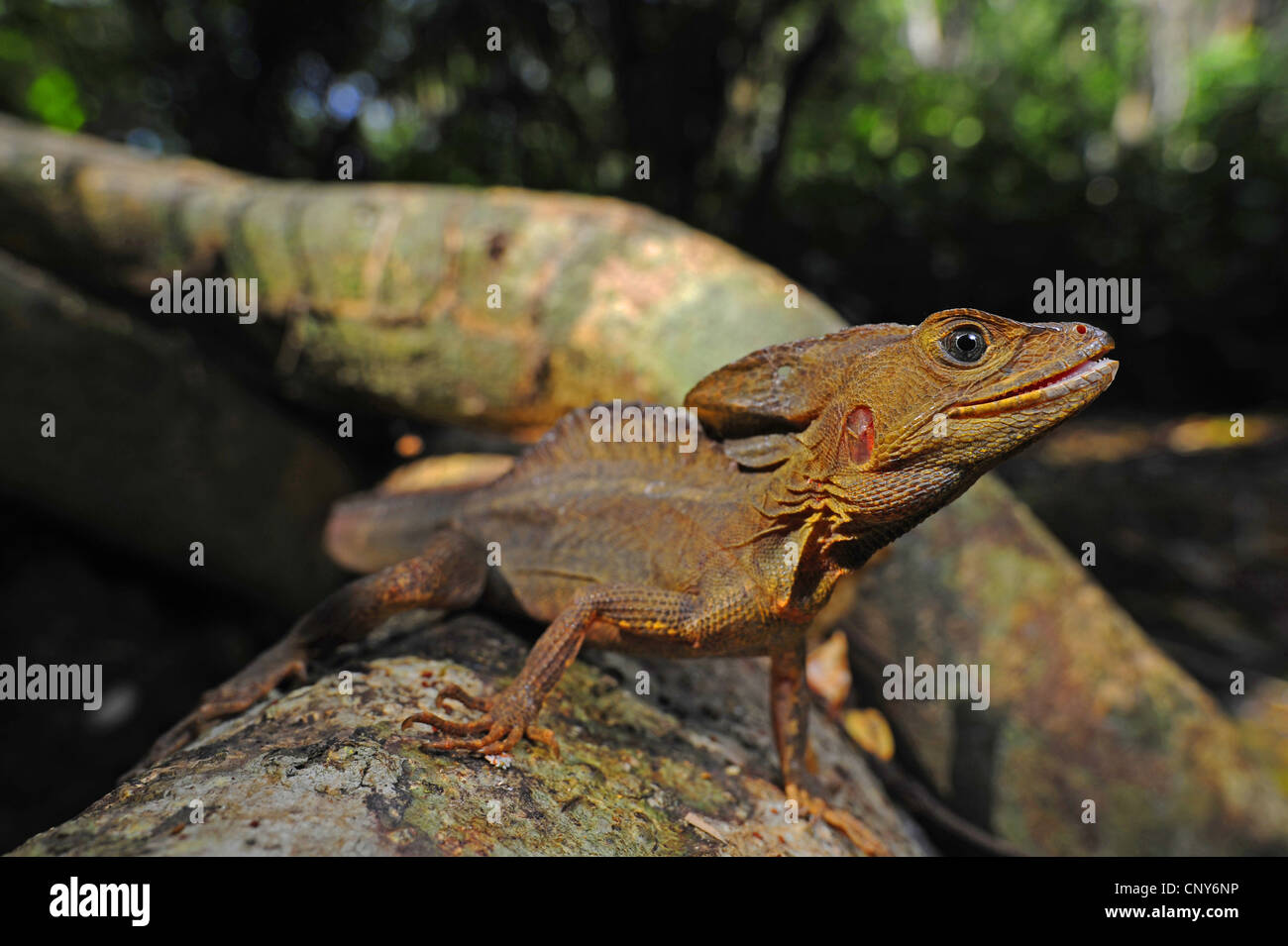brown basilisk, striped basilisk (Basiliscus vittatus), sitting on a ...