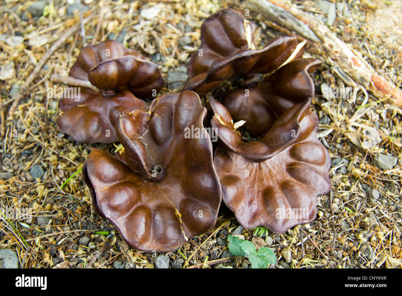 Indian tree seeds hi-res stock photography and images - Alamy