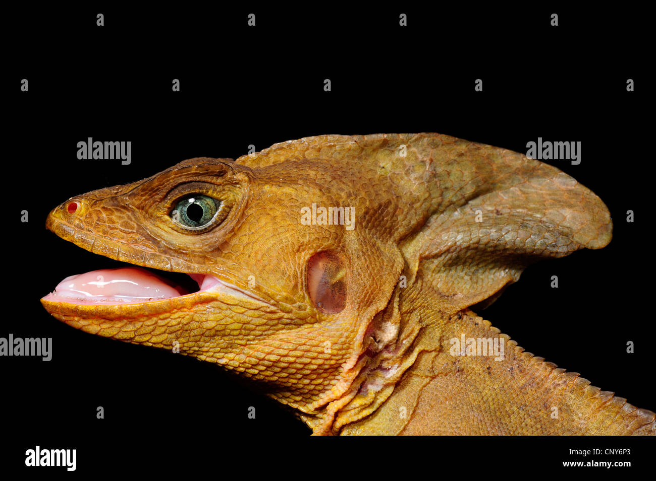 brown basilisk, striped basilisk (Basiliscus vittatus), lateral ...