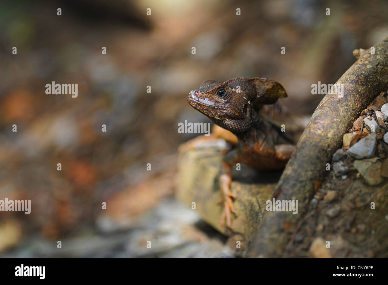 Basilisk glance hi-res stock photography and images - Alamy