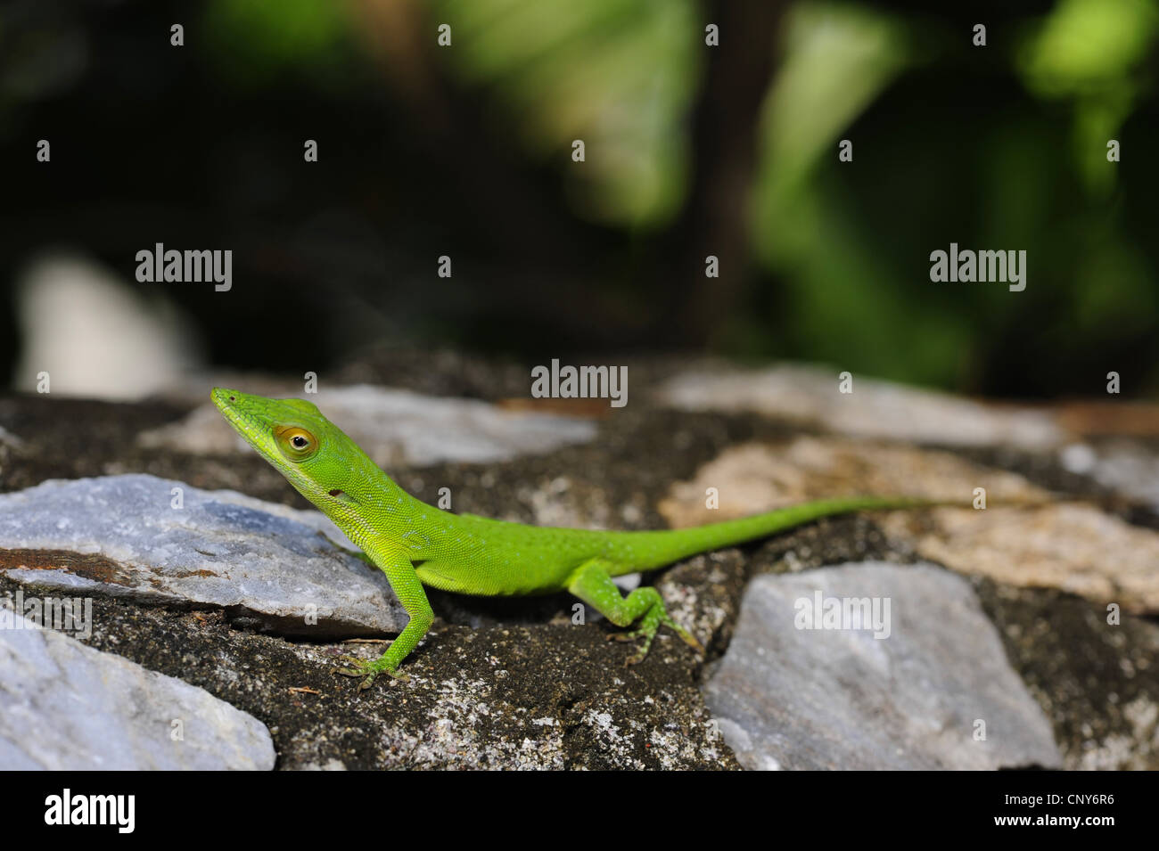 Anolis allisoni hi-res stock photography and images - Alamy