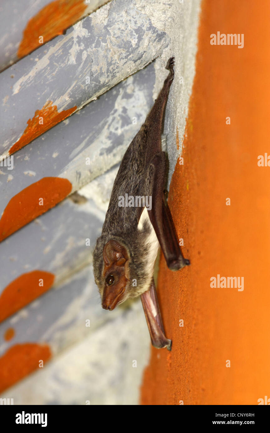 Mauritian Wall High Resolution Stock Photography and Images - Alamy