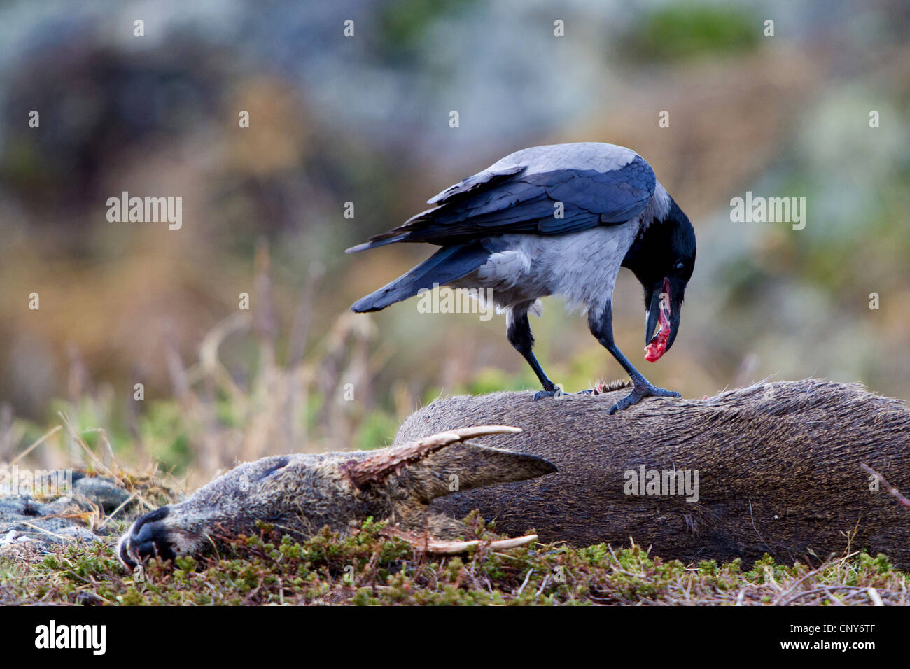 hooded crow (Corvus corone cornix), feeding on dead deer, Norway Stock ...