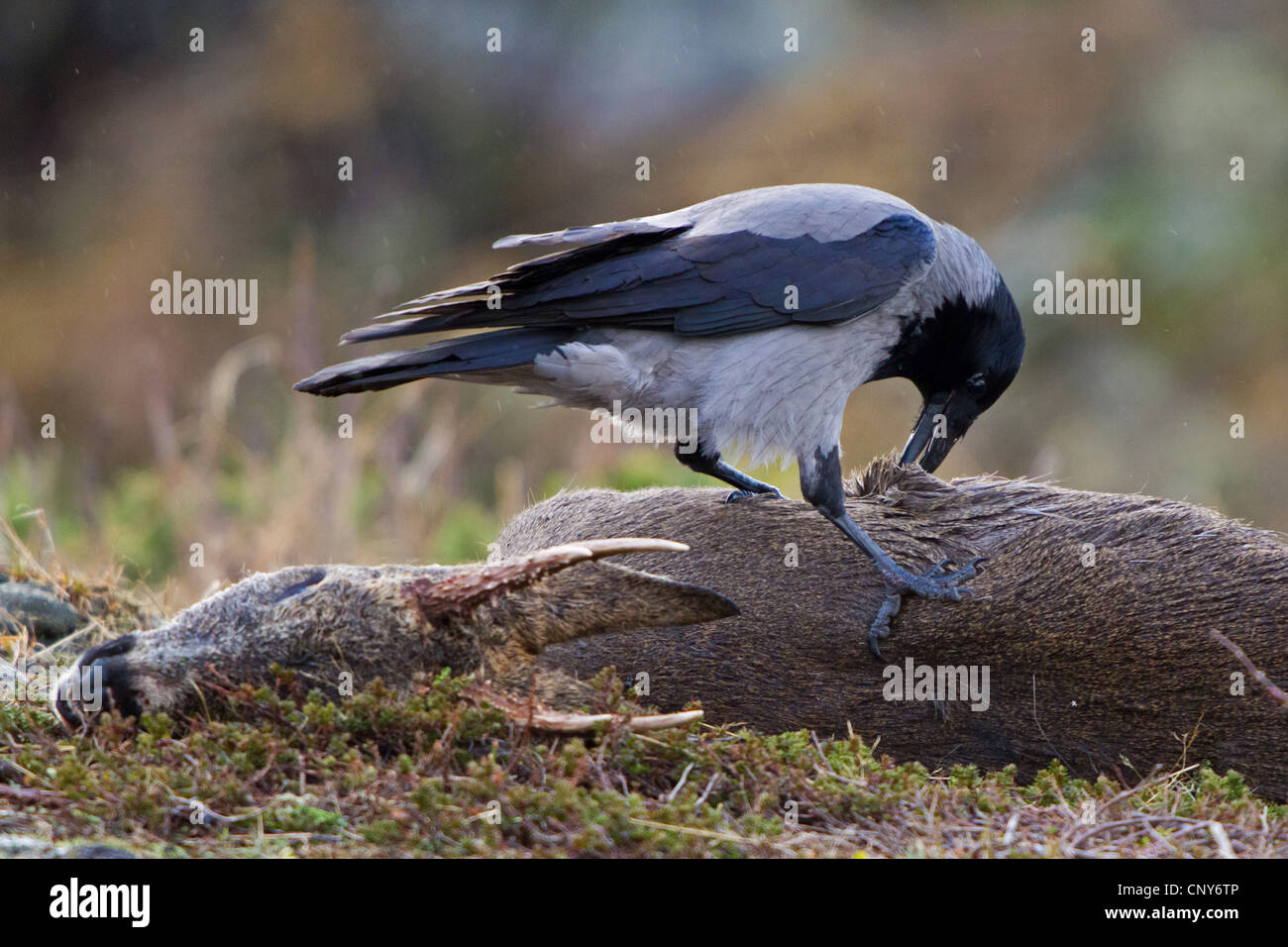 hooded crow (Corvus corone cornix), feeding on dead deer, Norway Stock ...