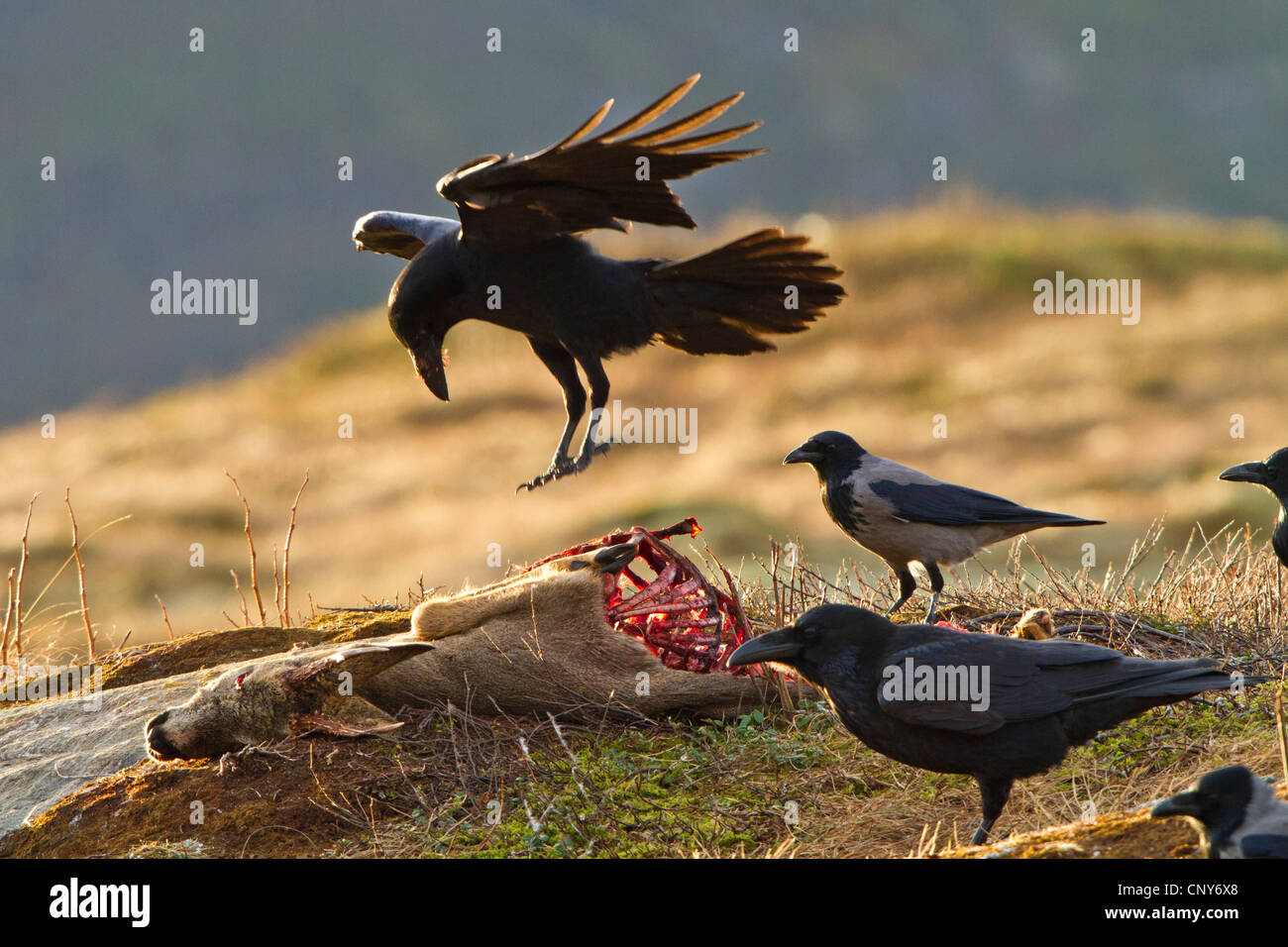 common raven (Corvus corax), feeding on dead deer, Norway Stock Photo ...