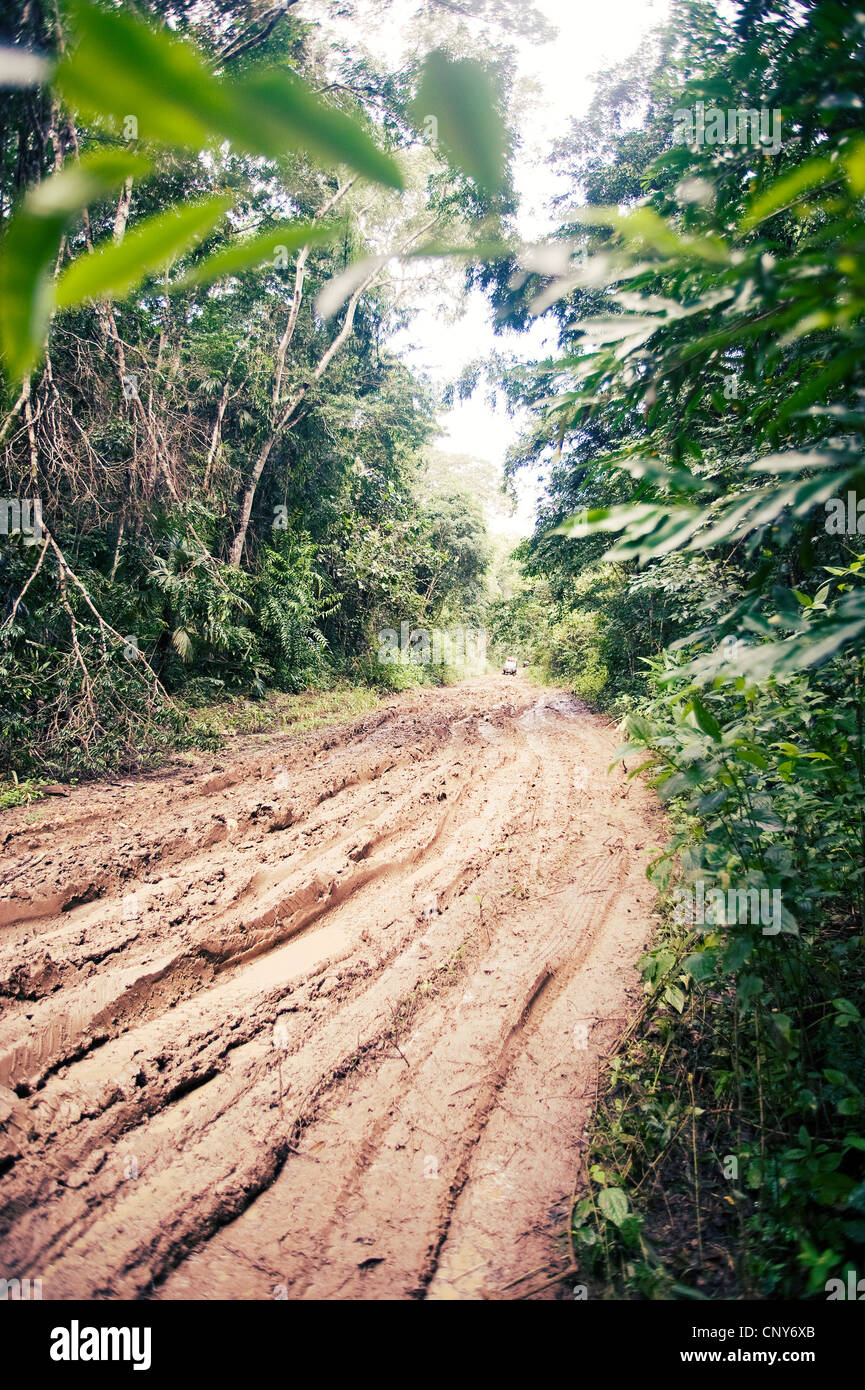A muddy road in Belize's Chiquibul rainforest Stock Photo - Alamy