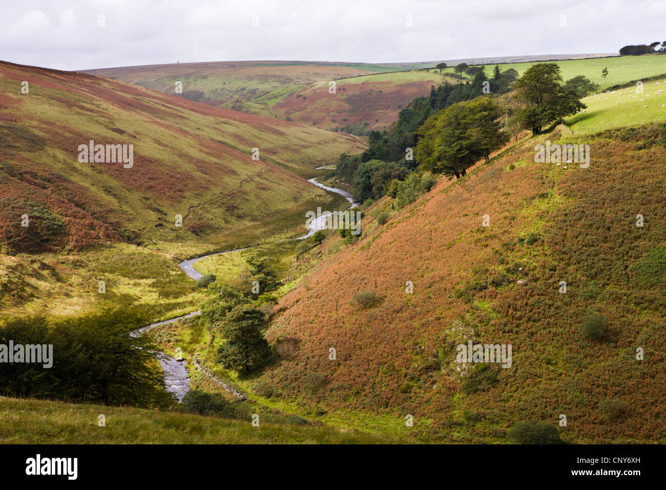 Cornham Brake near Simonsbath, Exmoor National Park, Somerset, England ...