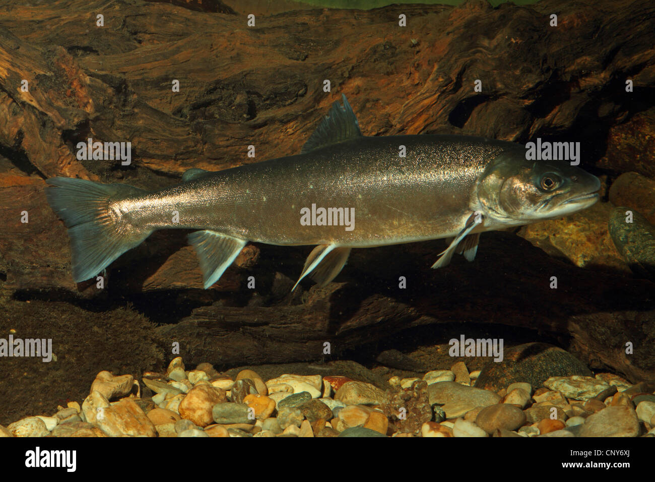 char, charr, Arctic char, Arctic charr (Salvelinus alpinus), at the ...