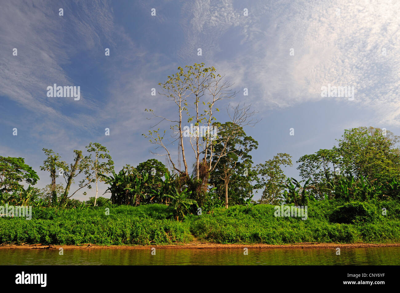 river shore in the rain forest, Honduras, La Mosquitia, Las Marias ...